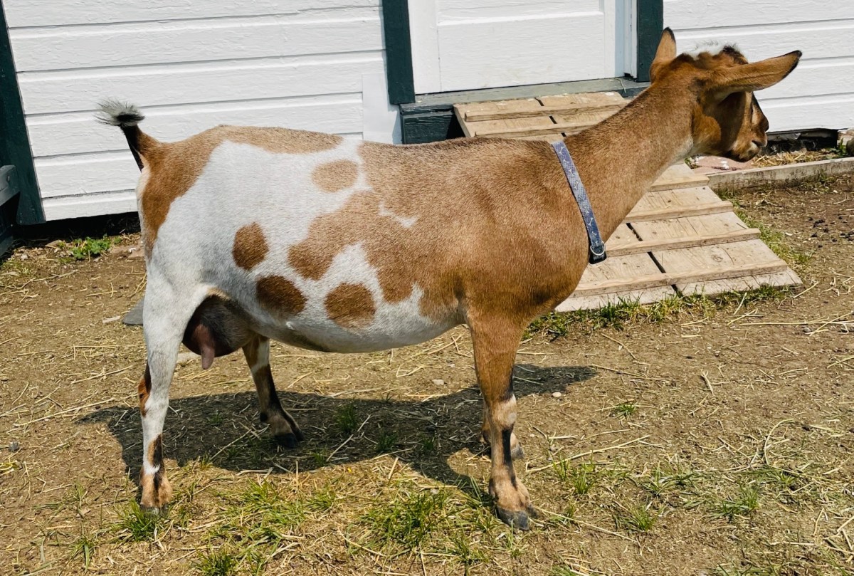 REBEL – Aspen Leaf Dairy Goats